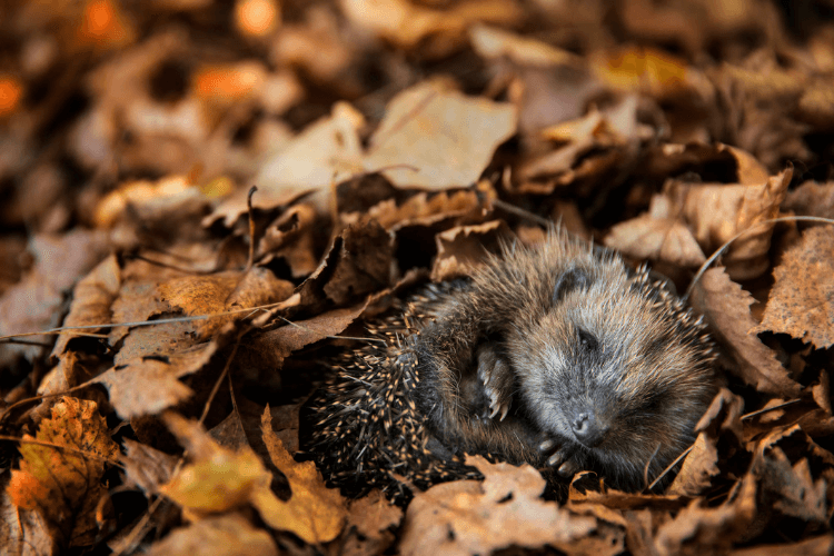 6 tips om egels in je tuin te helpen - Welkoop