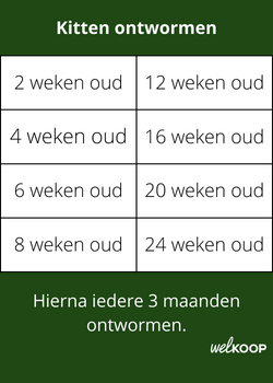 Hoe vaak moet ik mijn kat ontwormen? - Welkoop
