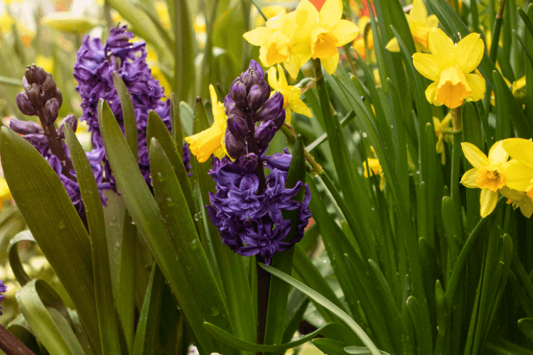 Alles over bloembollen | Tips en advies - Welkoop